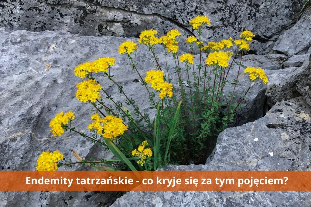 Aktualności | Woliniusz.pl